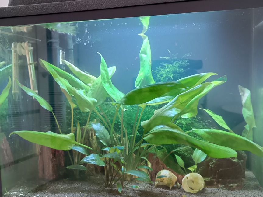 Криптокарина