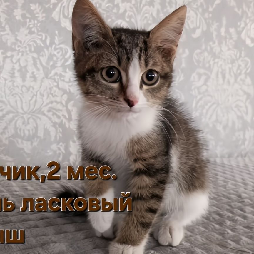Котёнок в добрые руки
