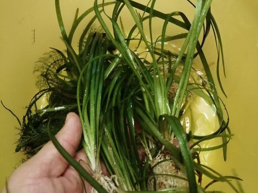 Аквариумные растения прополка