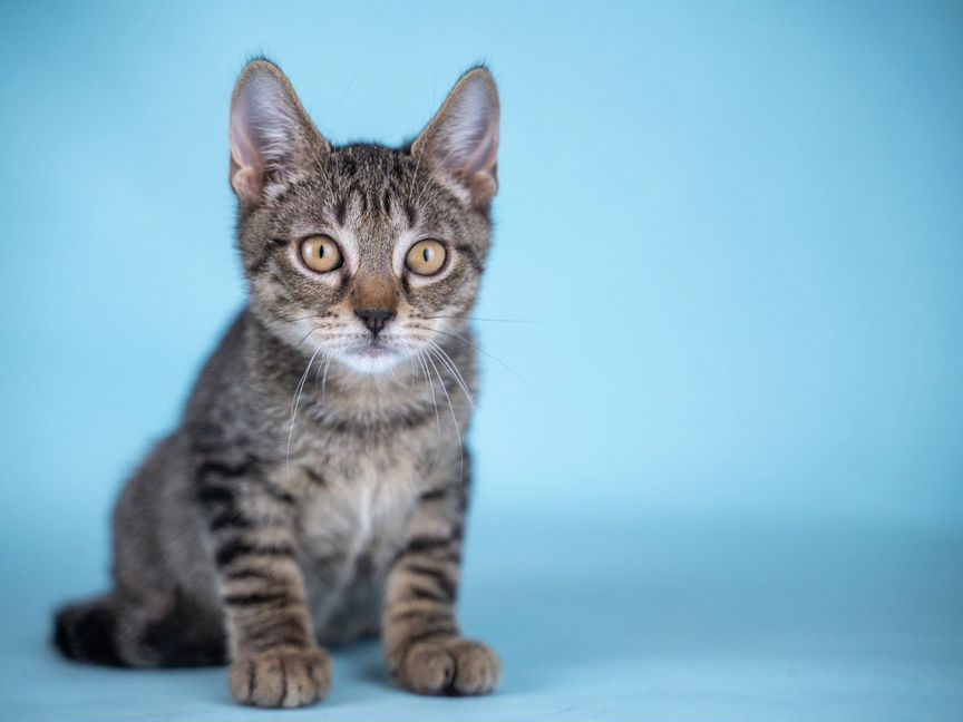 Котенок мальчик 4 месяца
