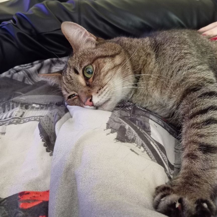 Котик Цивик ищет ручки