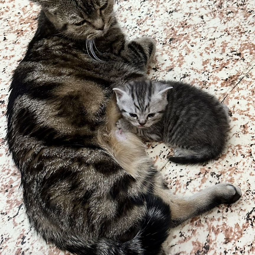 Британские котята