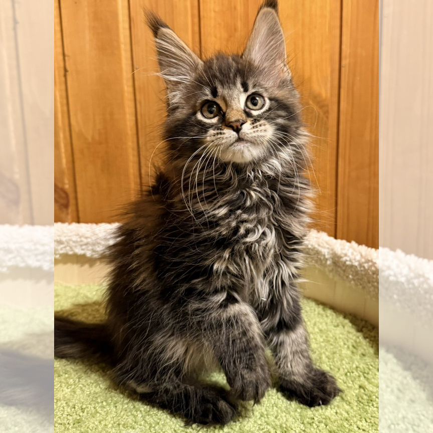 Мейн-кун котёнок