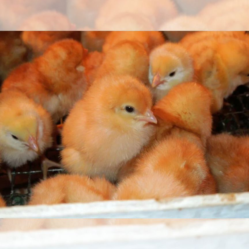 Суточные цыплята Ломан Браун