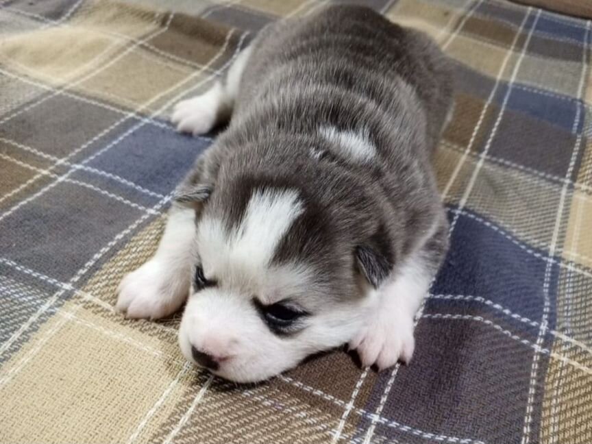 Щенки сибирской хаски