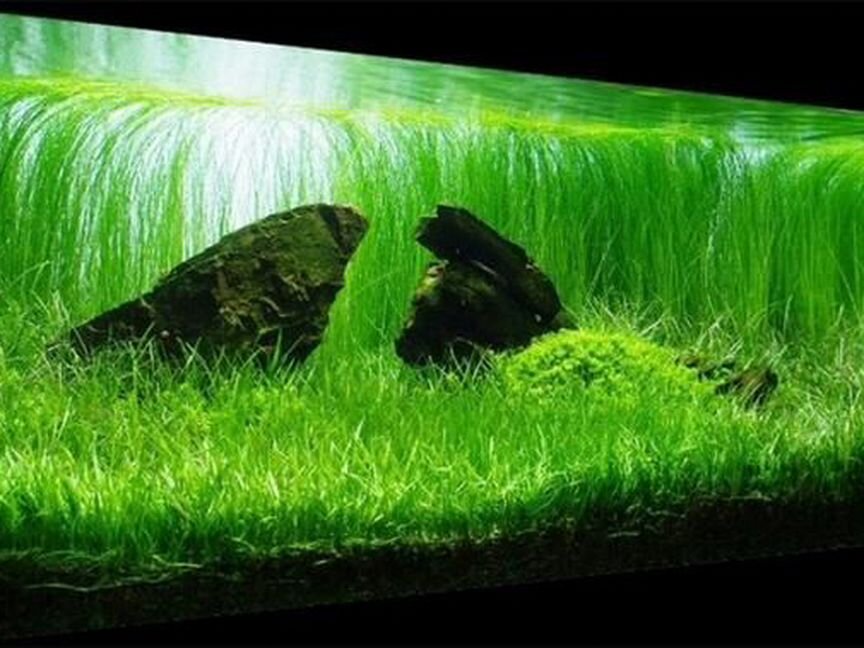 Лилаеопсис бразильский (Lilaeopsis brasiliensis)