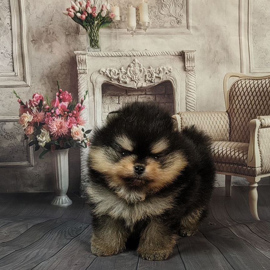 Померанский шпиц, щенок