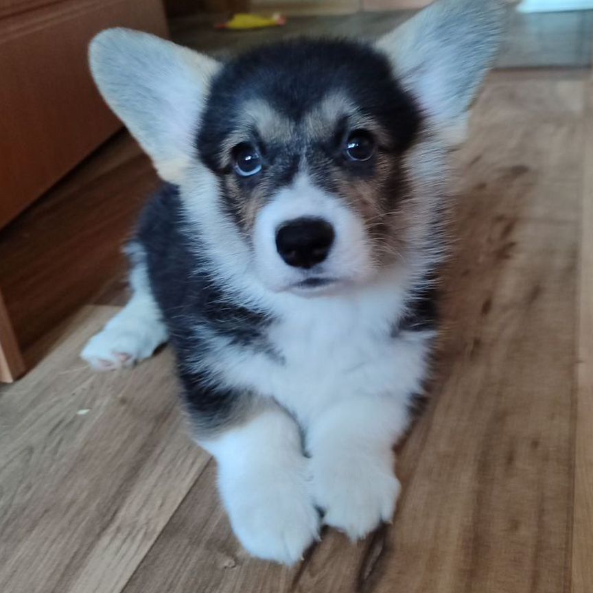 Вельш Корги Пемброк, щенок