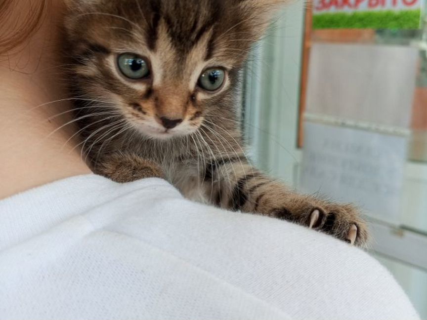 Котёнок тёмно-серый