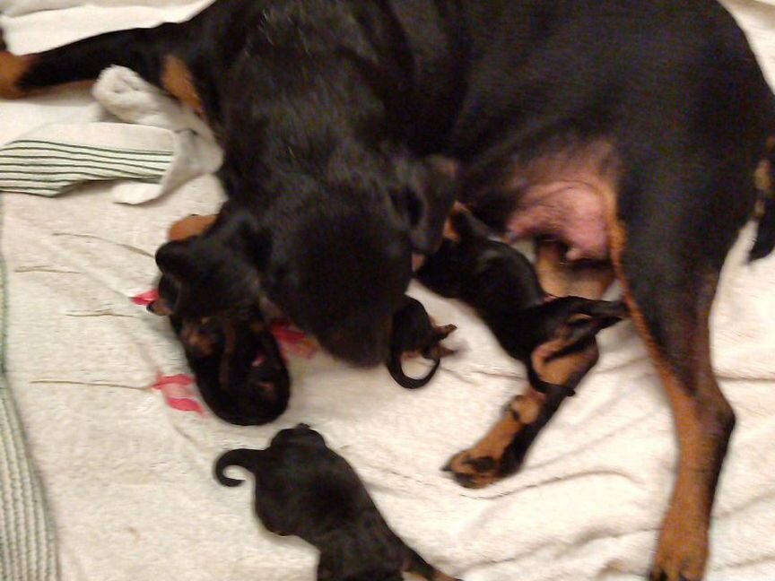 Собаки щенки ягдтерьер