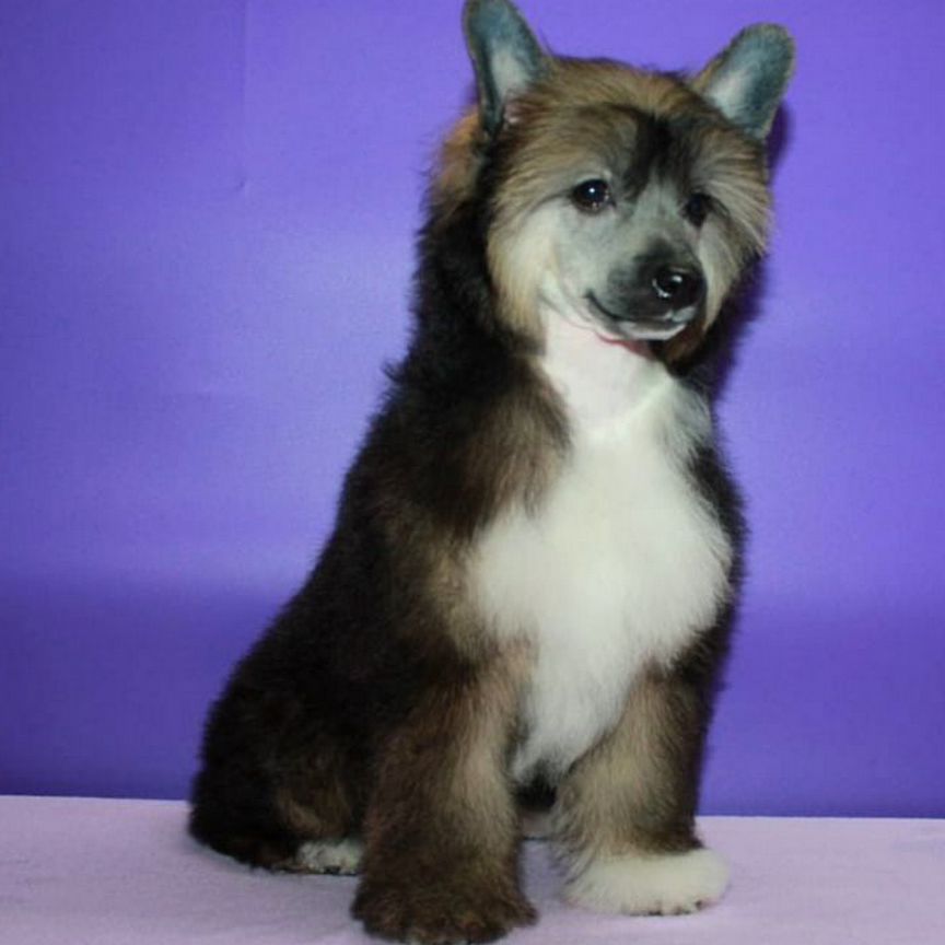 Китайская хохлатая, щенок