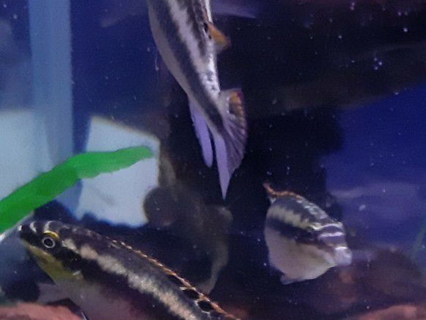 Пельвикахромис пульхера