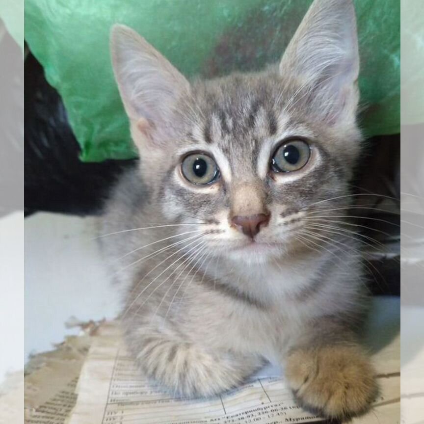 Взрослая, Девочка кошка в добрые руки