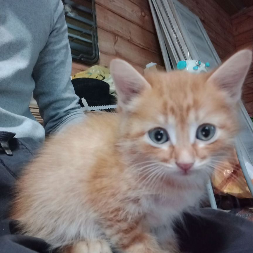 Отдам одного рыжего непоседу