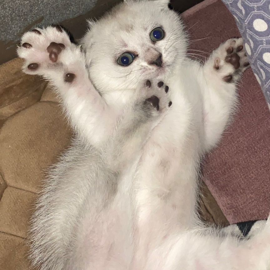 Шотландский вислоухий короткошёрстный котёнок