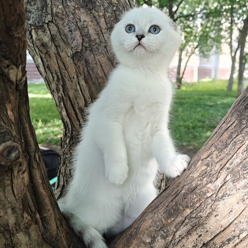 Шотландский вислоухий короткошёрстный котёнок