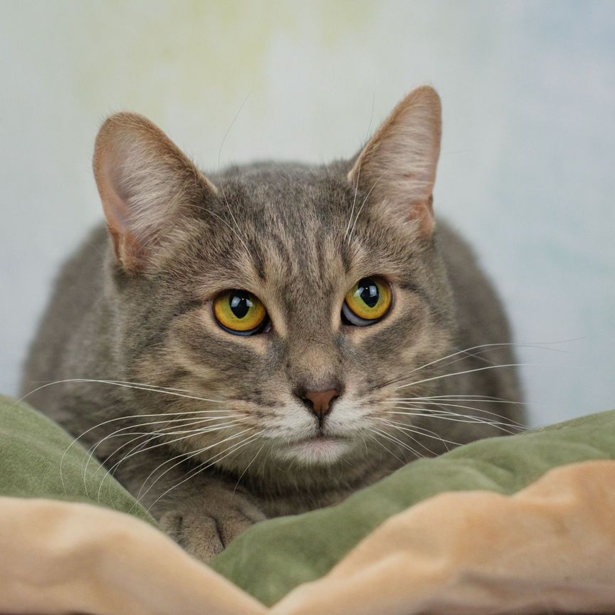 Шикарный серый кот Дарлинг в добрые руки