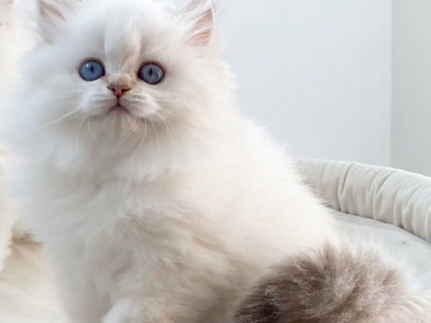 Великолепная девочка с голубыми глазами