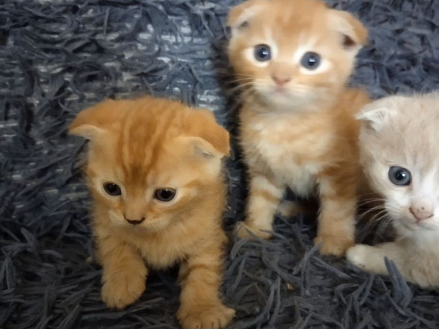 Вислоухие котята