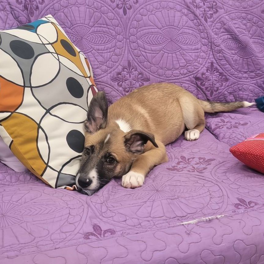 Щенок в добрые руки