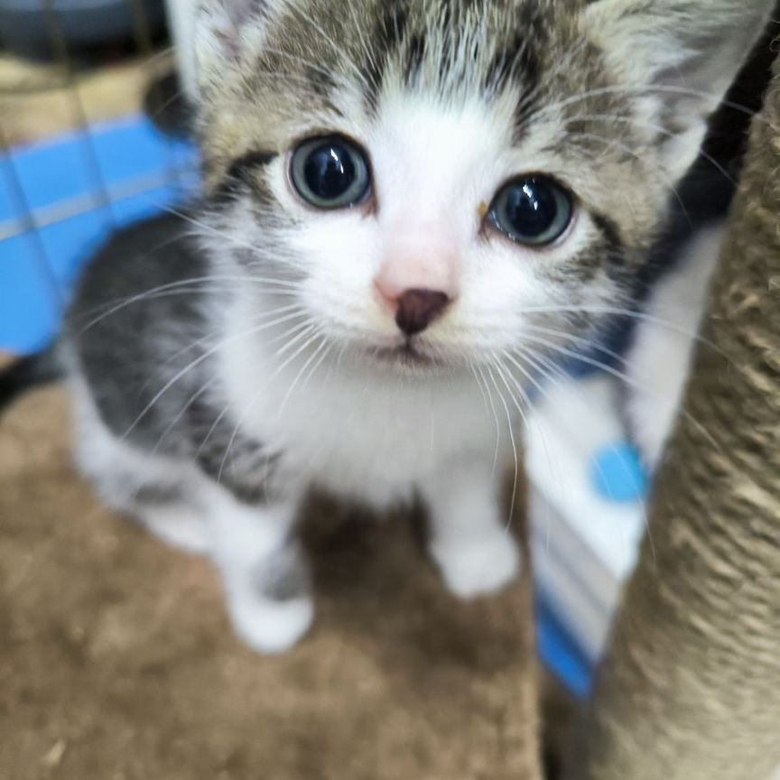 Котята