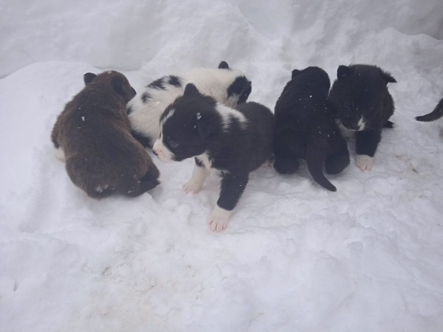 Отдам бесплатно красивых щеночков