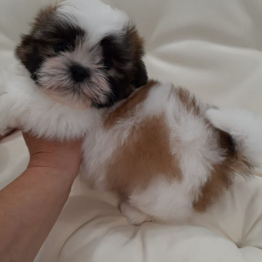 Щенки ши-тцу