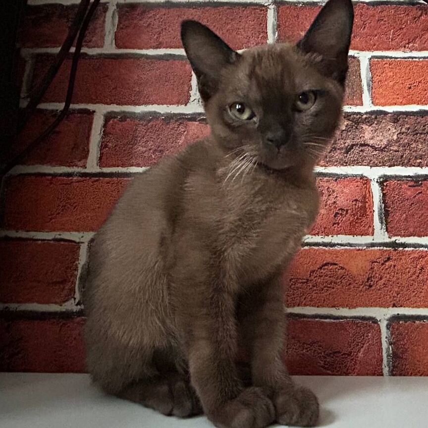 Европейский бурманский котёнок