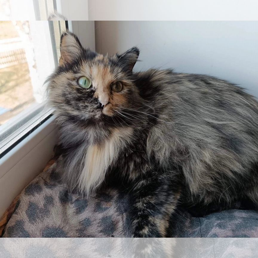 Взрослая, Девочка кошка в добрые руки