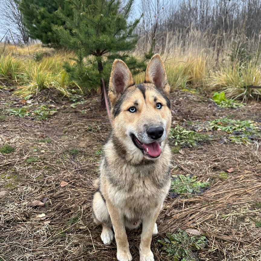 Собака в добрые руки отдам бесплатно