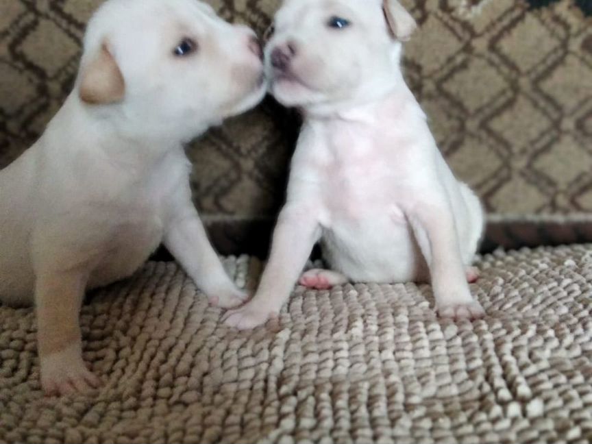 Щенки Американского стафоширдского терьера