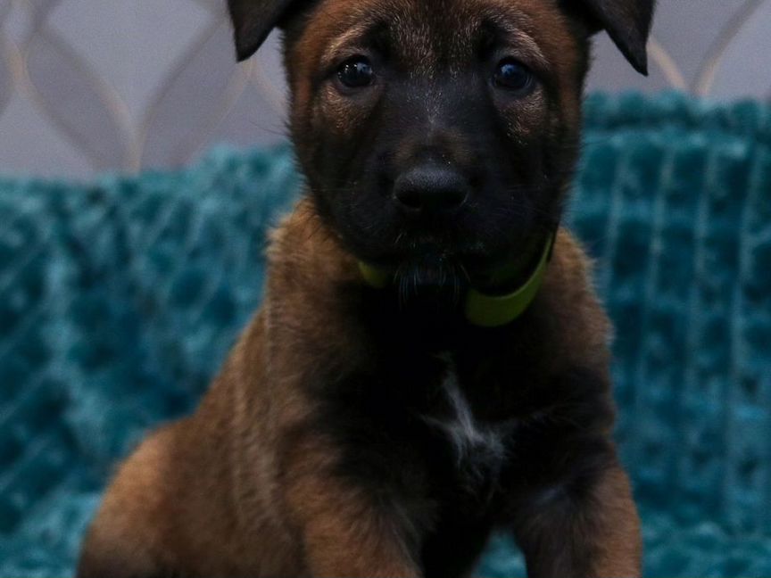 Бельгийская овчарка малинуа кобели