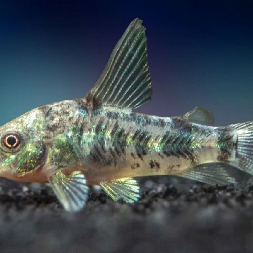 Коридорас Крапчатый