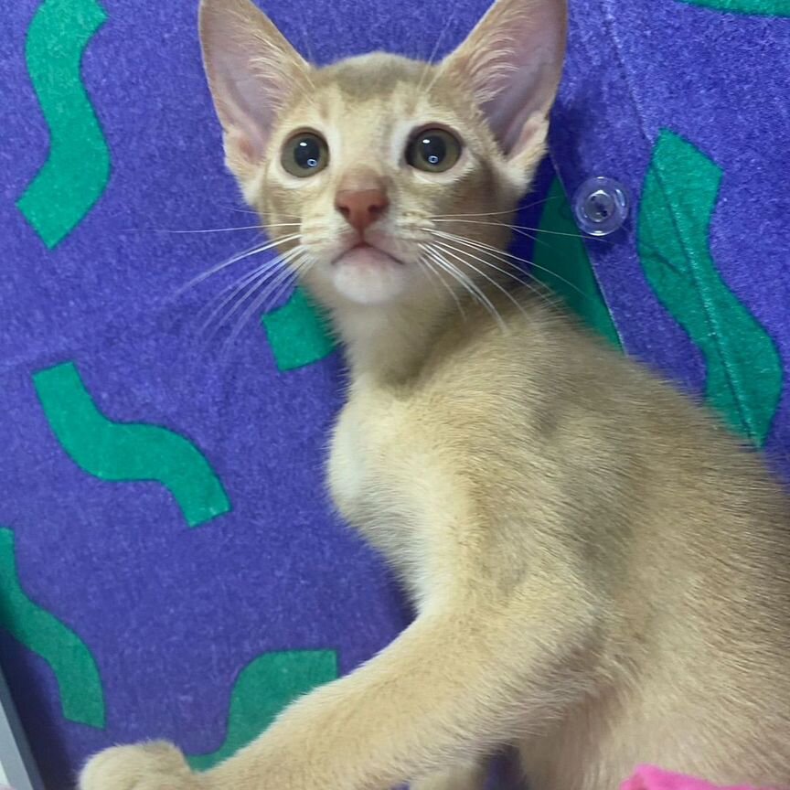 Абиссинский котенок фавн