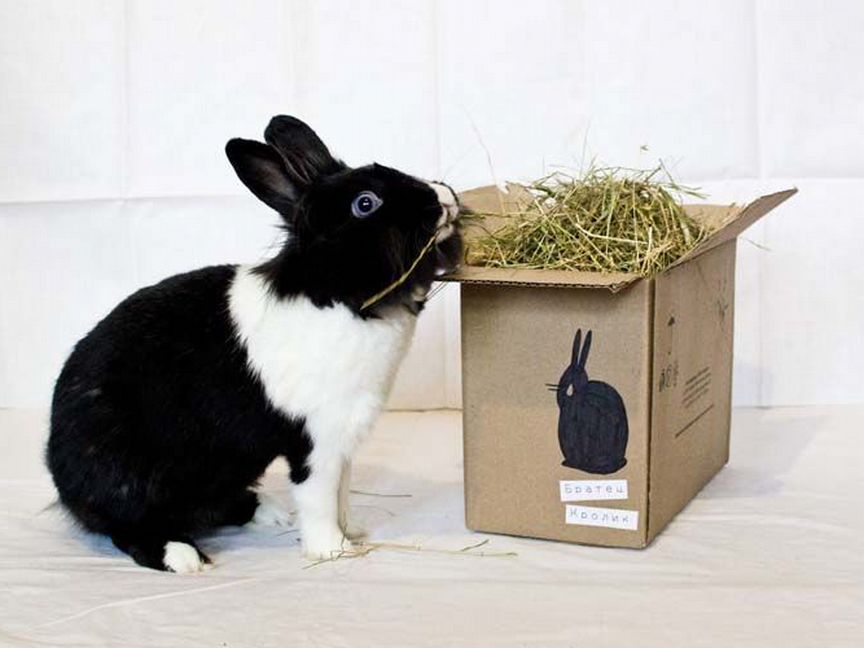 Сено луговое