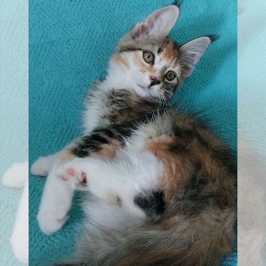 Мейн-кун котёнок