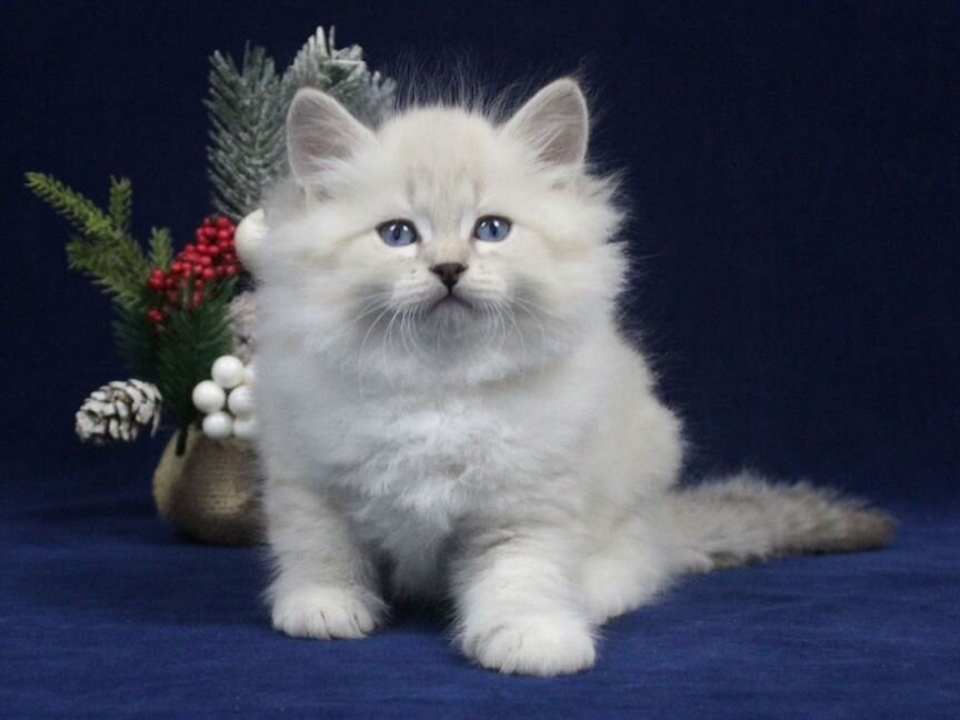 Синеглазое чудо Стюарт и Стефан и Саманта