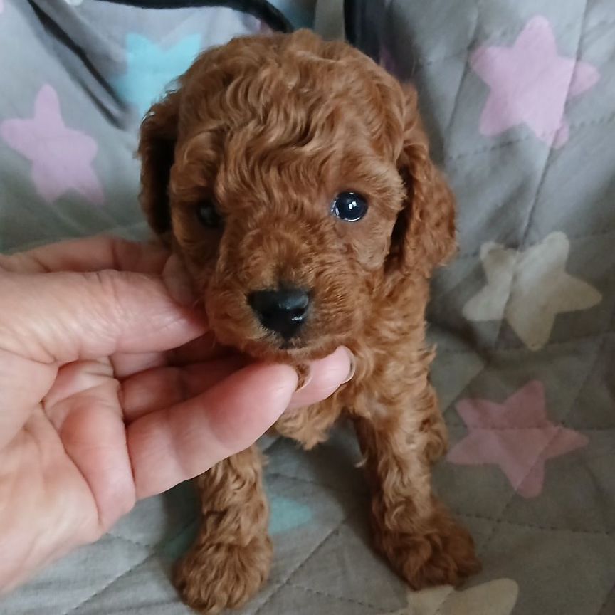 Той-пудель, щенок