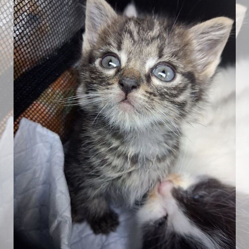 Котёнок в добрые руки