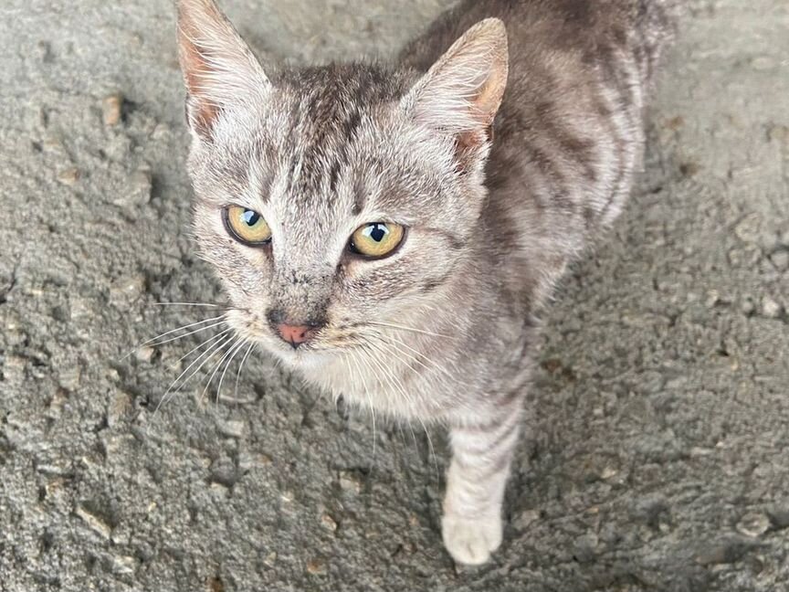 Котенок в дар бесплатно