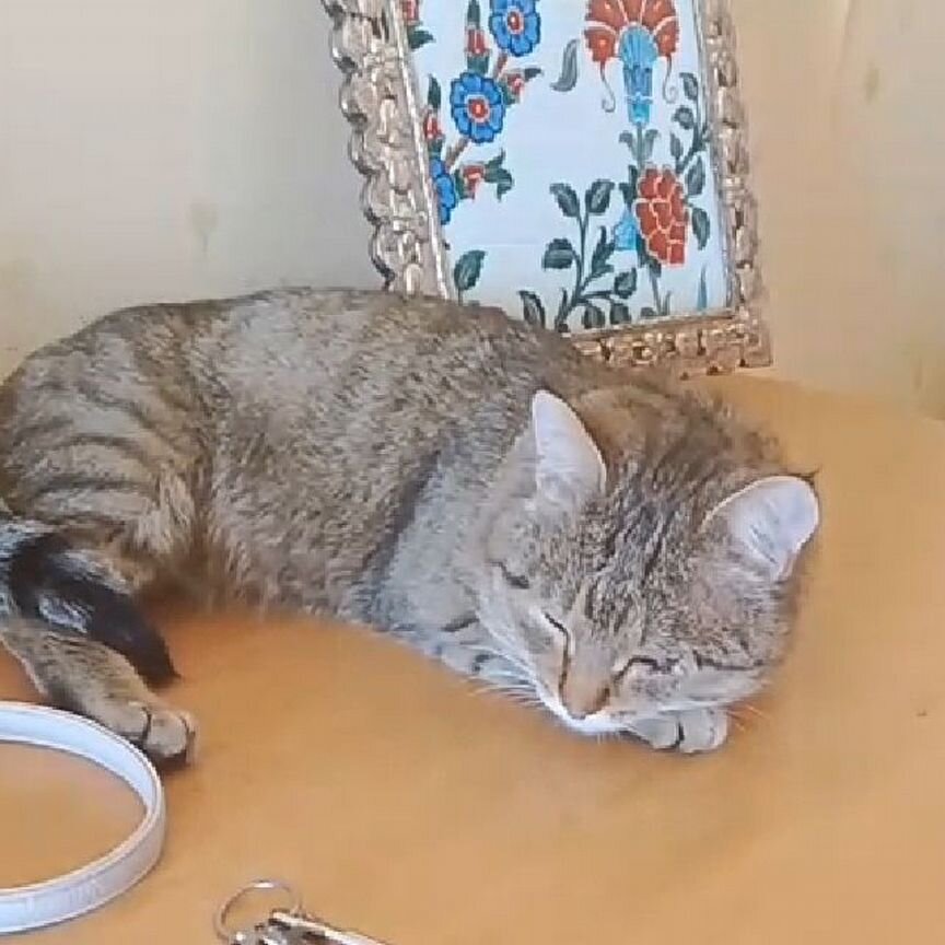 Котик в Академе в бараках некуда идти
