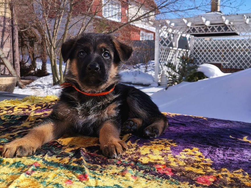 Немецкая овчарка