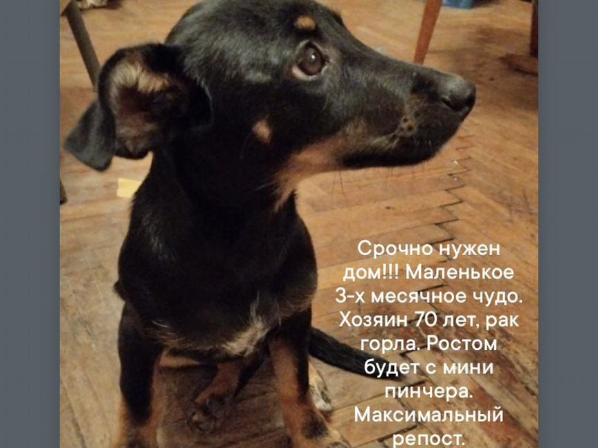 Собака хозяин болен, нужен дом