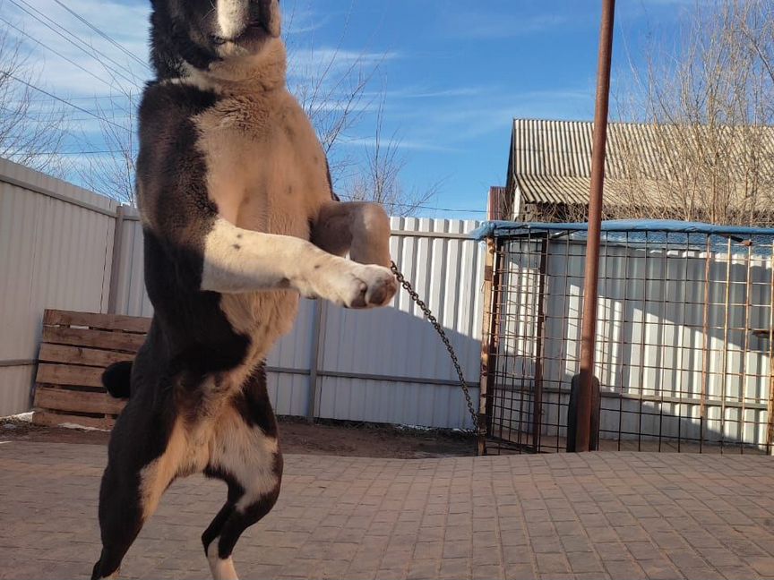 Собака Алабай