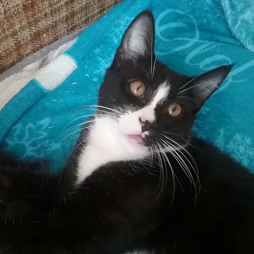 Отдам котенка в добрые руки