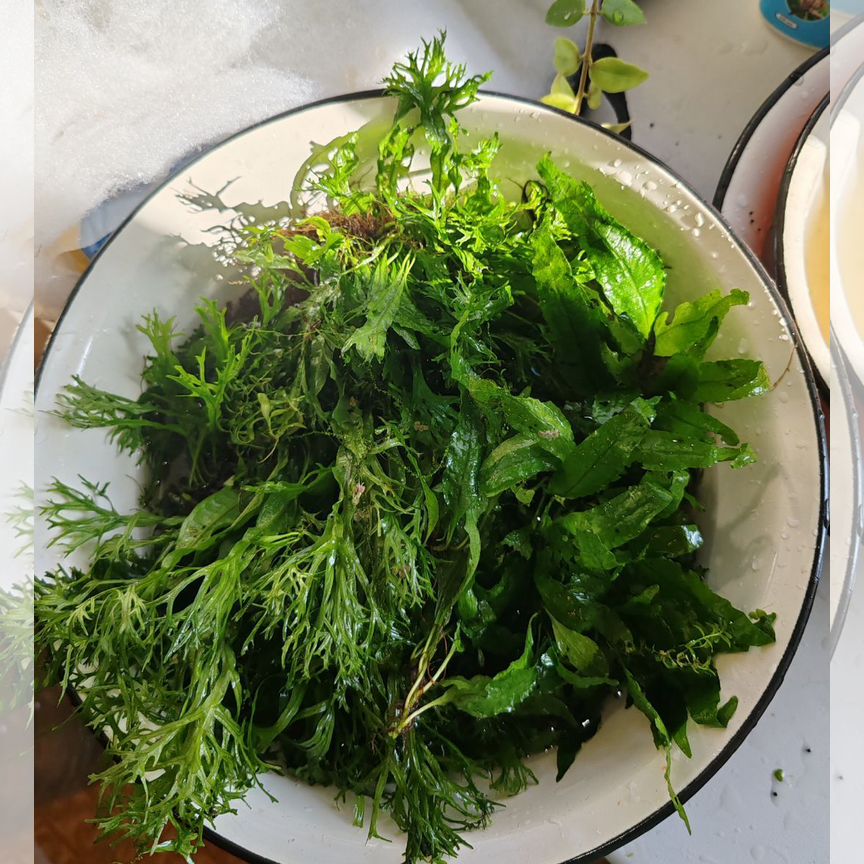 Папоротник Винделов и Тайландский много