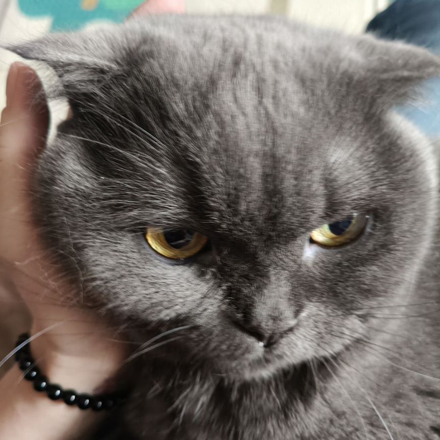 Отдам в добрые руки кошечку