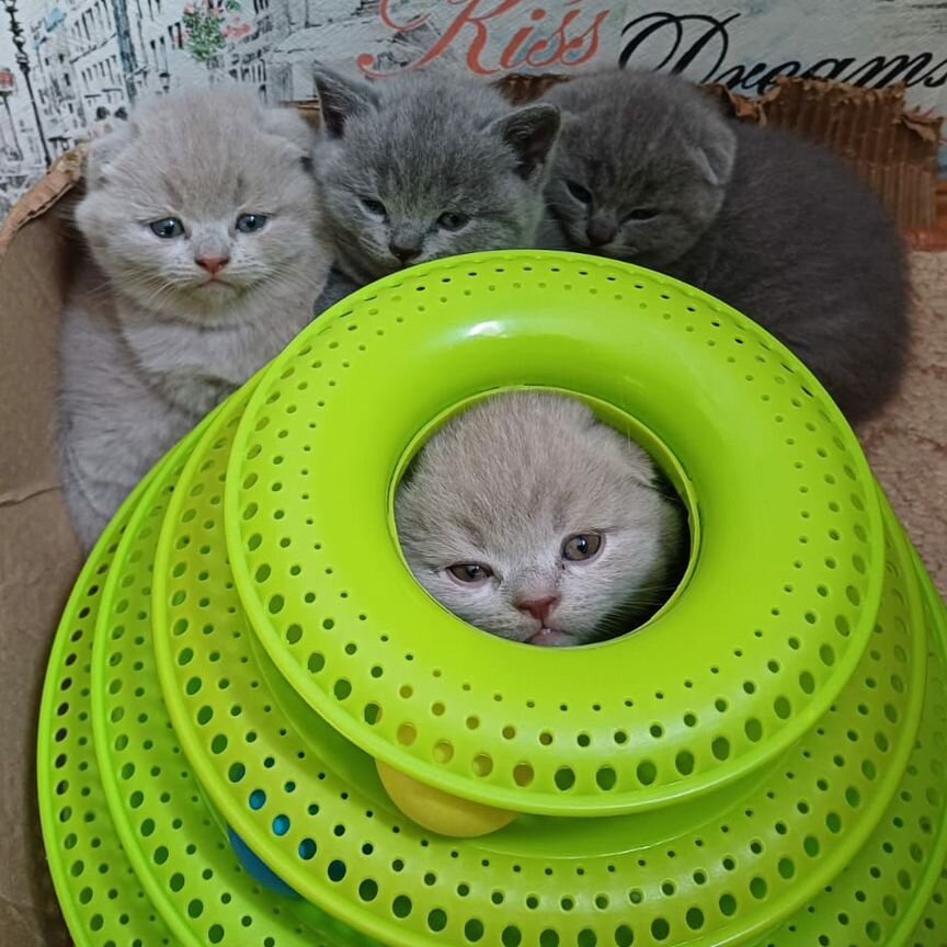 Шотландские котята