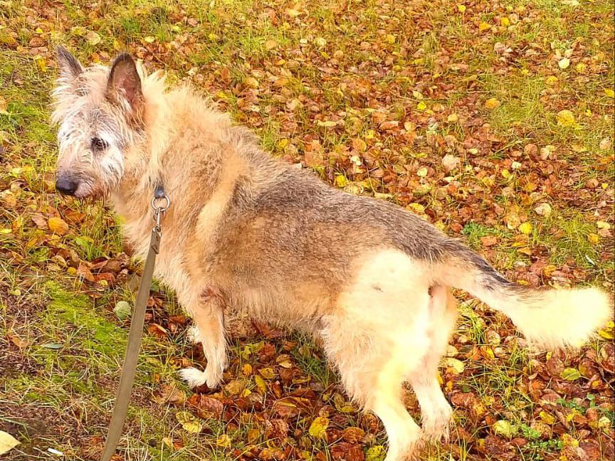 Собака ищет дом