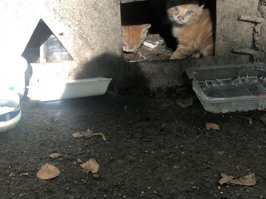 Котятам с больными глазками нужен дом